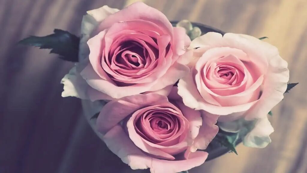 What Flower Means Love? – FlowersMamba.com